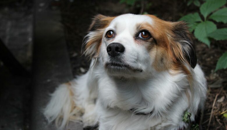 Płochacz niemiecki (spaniel niemiecki) - AmberLady.pl